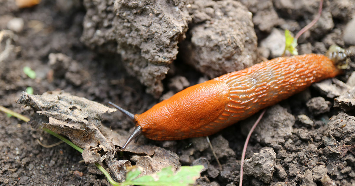 Australie : un jeune homme meurt après avoir avalé une limace suite à ...