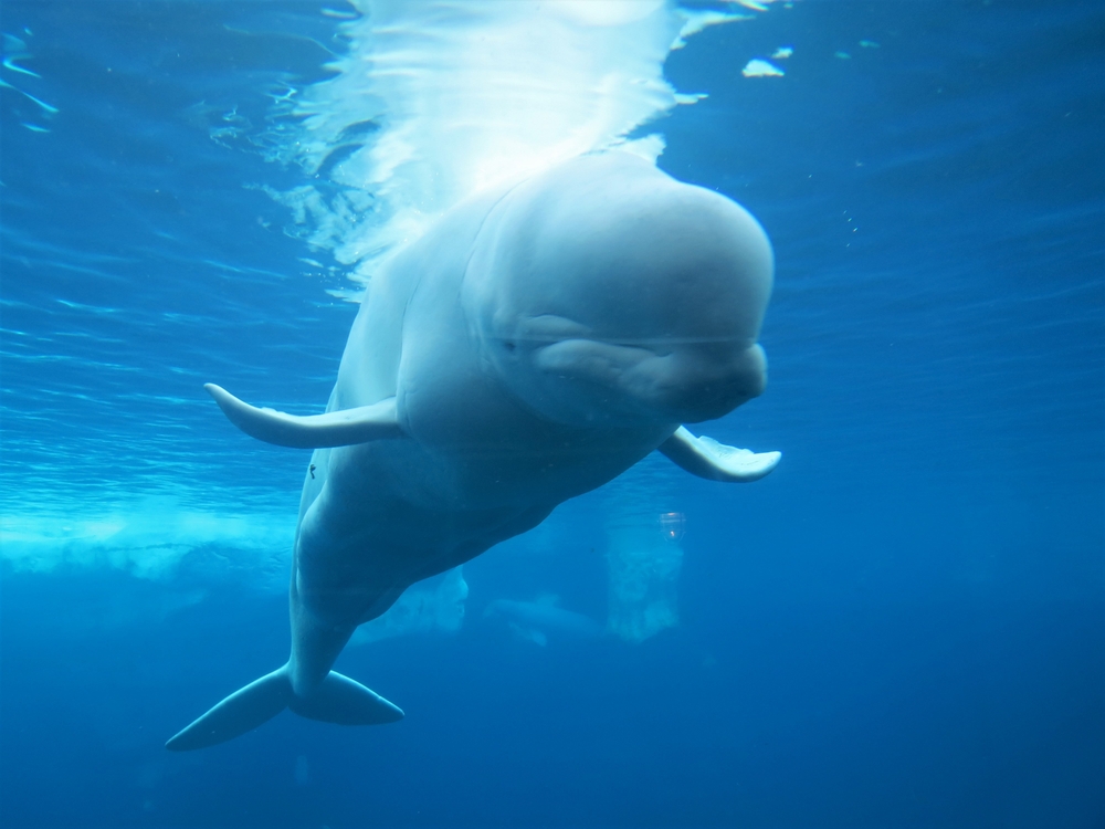 LES NOUVEAUX SOLDATS de Trump et Poutine