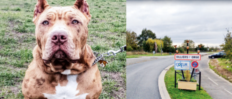 Un guet-apens pour voler son chien