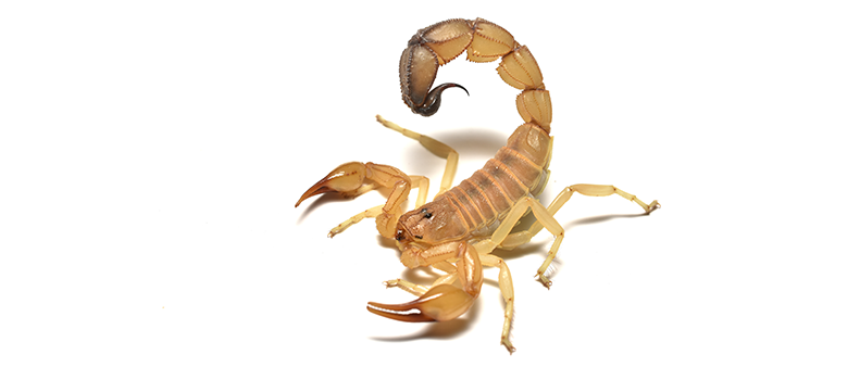 Un scorpion pour passager