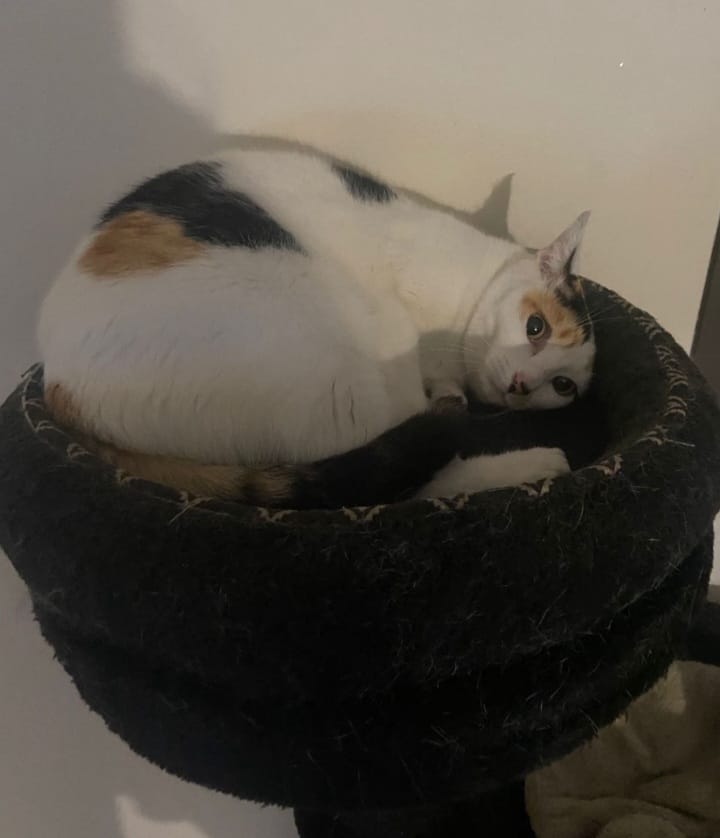 Montardon : il pend le chat de son voisin