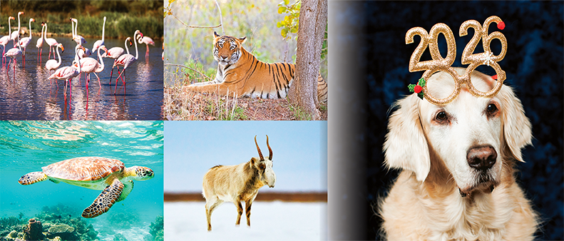 Les bonnes nouvelles pour les animaux en 2026